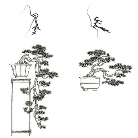 Creating a cascade bonsai with Tony Bebb - South Australian Bonsai Society